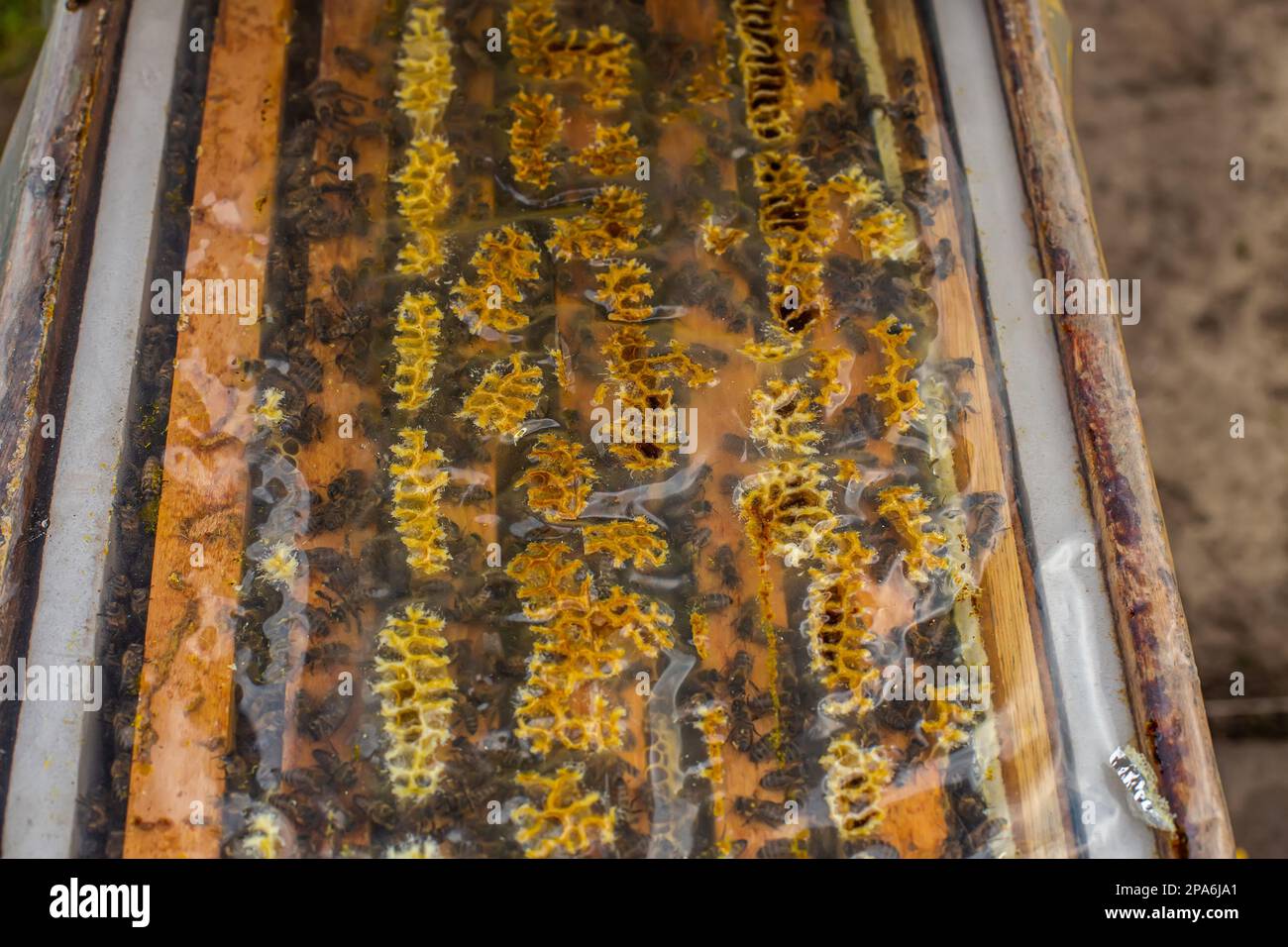 The hive is covered with film. Beeswax and propolis are plastered on a ...