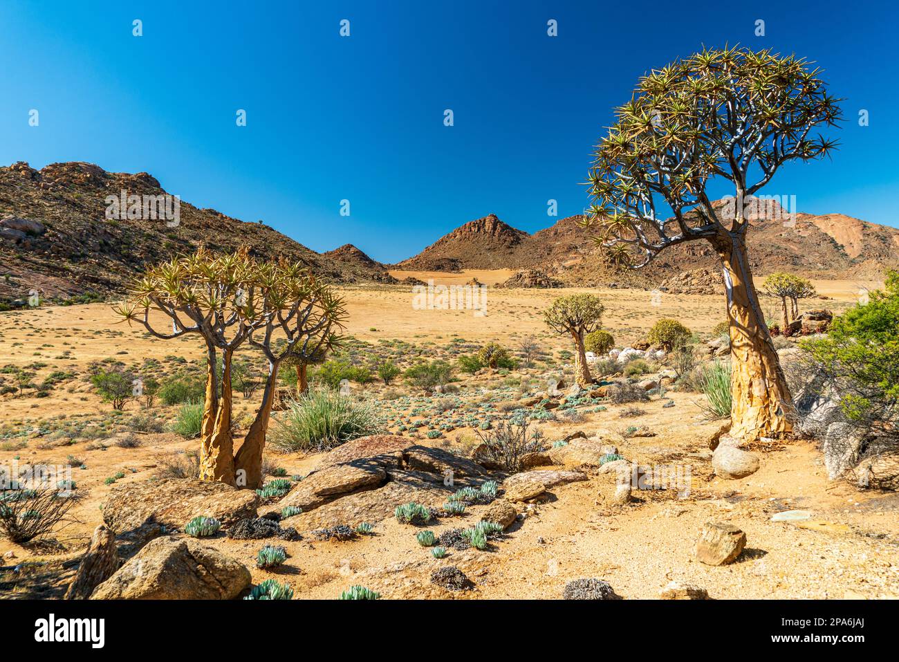 A group of indigenous Quiver Tree, Kokerboom, (Aloe dichotoma) in a ...