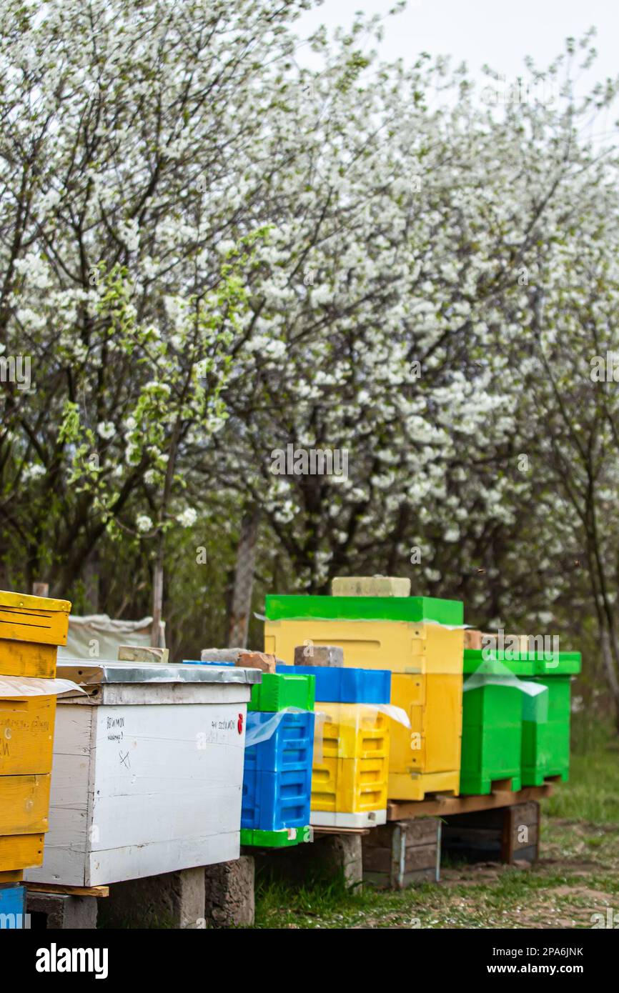 Blossoming garden with apiary. Bees spring under the flowering trees of ...