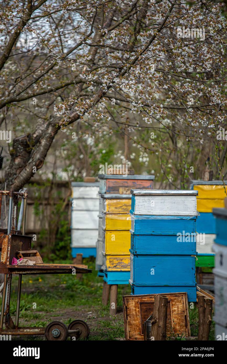 Blossoming garden with apiary. Bees spring under the flowering trees of ...