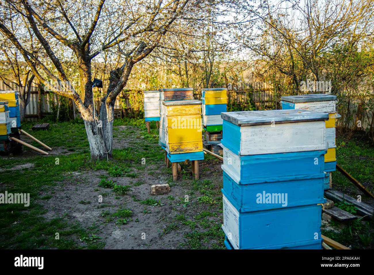 Blossoming garden with apiary. Bees spring under the flowering trees of ...