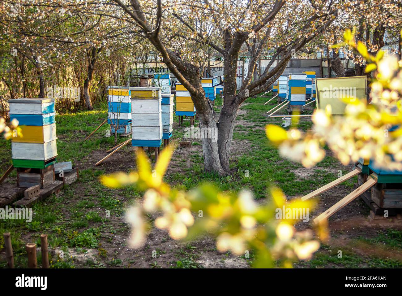 Blossoming garden with apiary. Bees spring under the flowering trees of ...