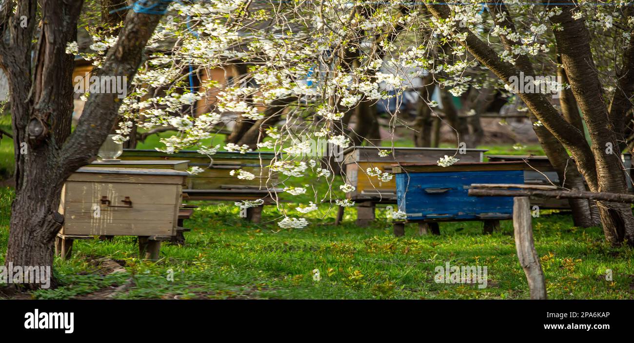 Blossoming garden with apiary. Bees spring under the flowering trees of ...