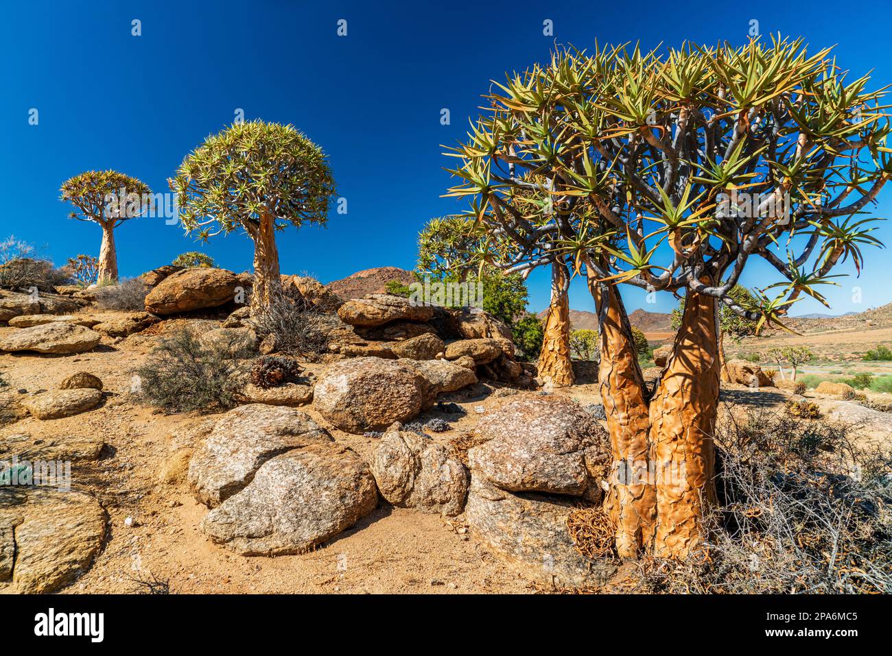 A group of famous Quiver Tree, Kokerboom, (Aloe dichotoma) in a typical ...