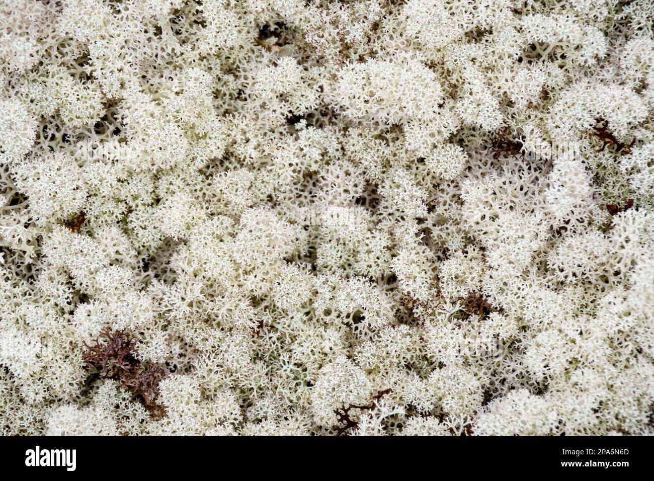 Reindeer moss in the forest. Yagel is a northern plant. Yagel Lichens ...