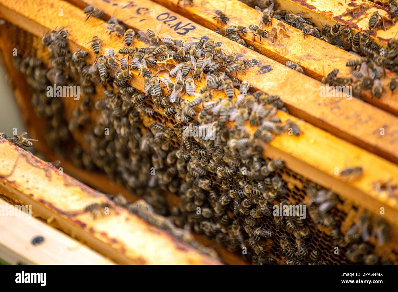 beekeeper pushes frame of chisel. Man supervises production of honey in ...