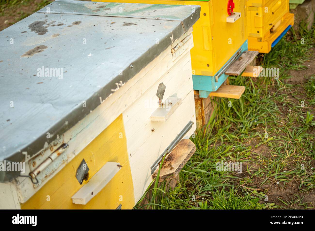 Hive hives pollinate pollination hi-res stock photography and images ...