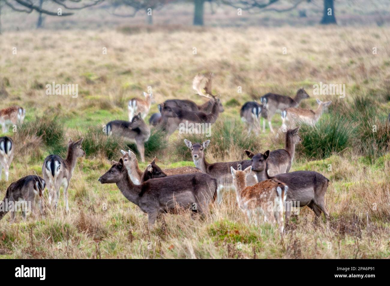 Fallow deer in The Deer Park at Petworth House Stock Photo - Alamy