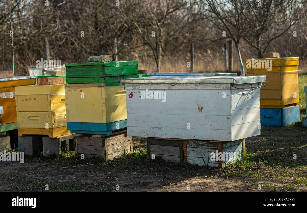 Hives from behind without flying. Colorful wooden and plastic hives ...