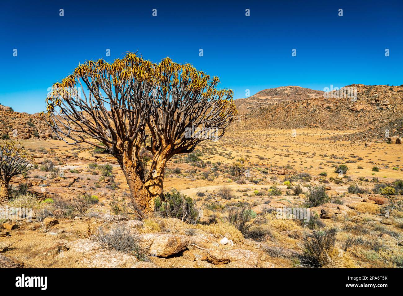 A single indigenous Quiver Tree, Kokerboom, (Aloe dichotoma) standing ...
