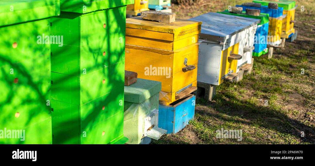 Background with beehives. Beehives with honey bees on green grass. bees ...
