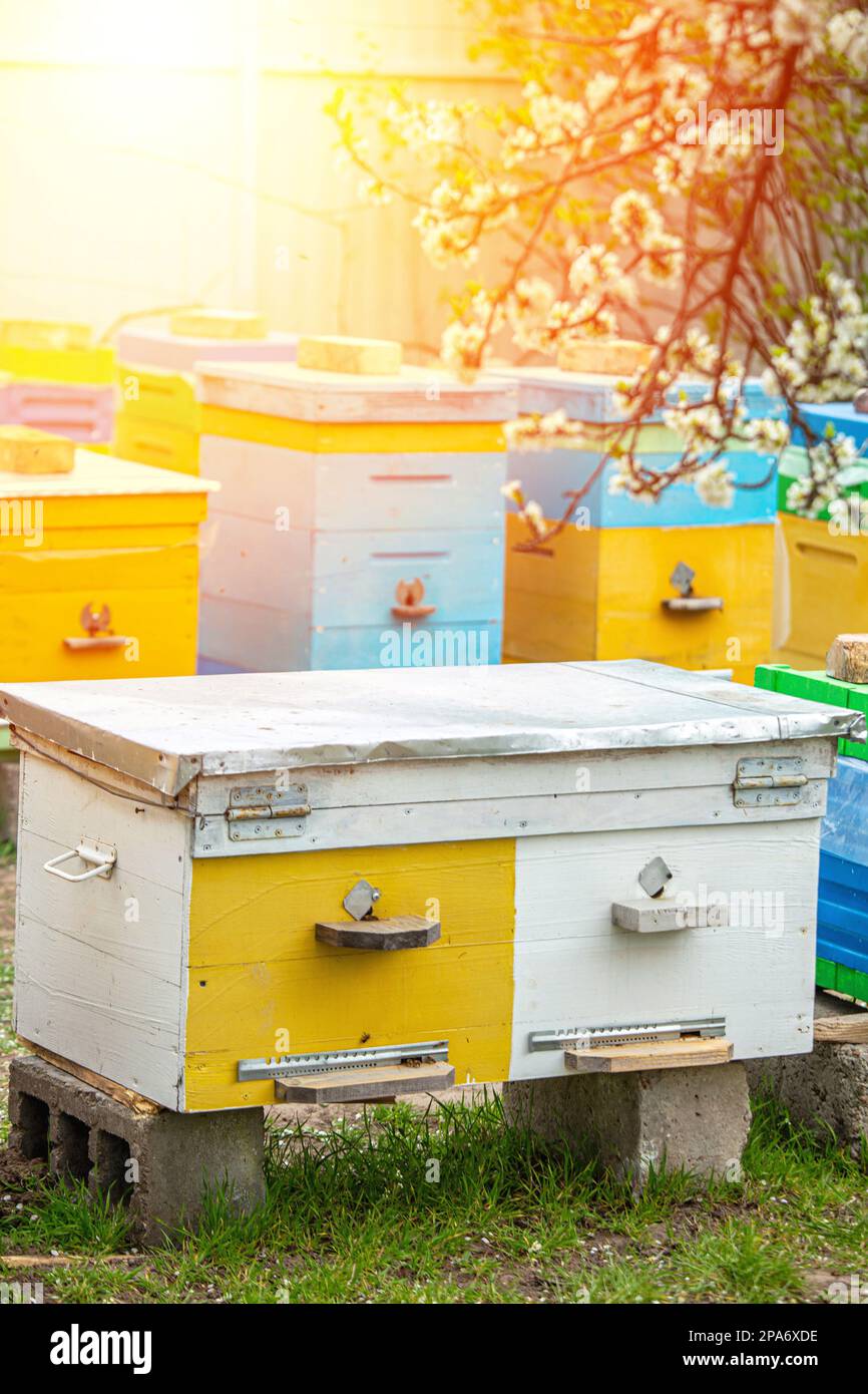 Blossoming garden with apiary. Bees spring under the flowering trees of ...