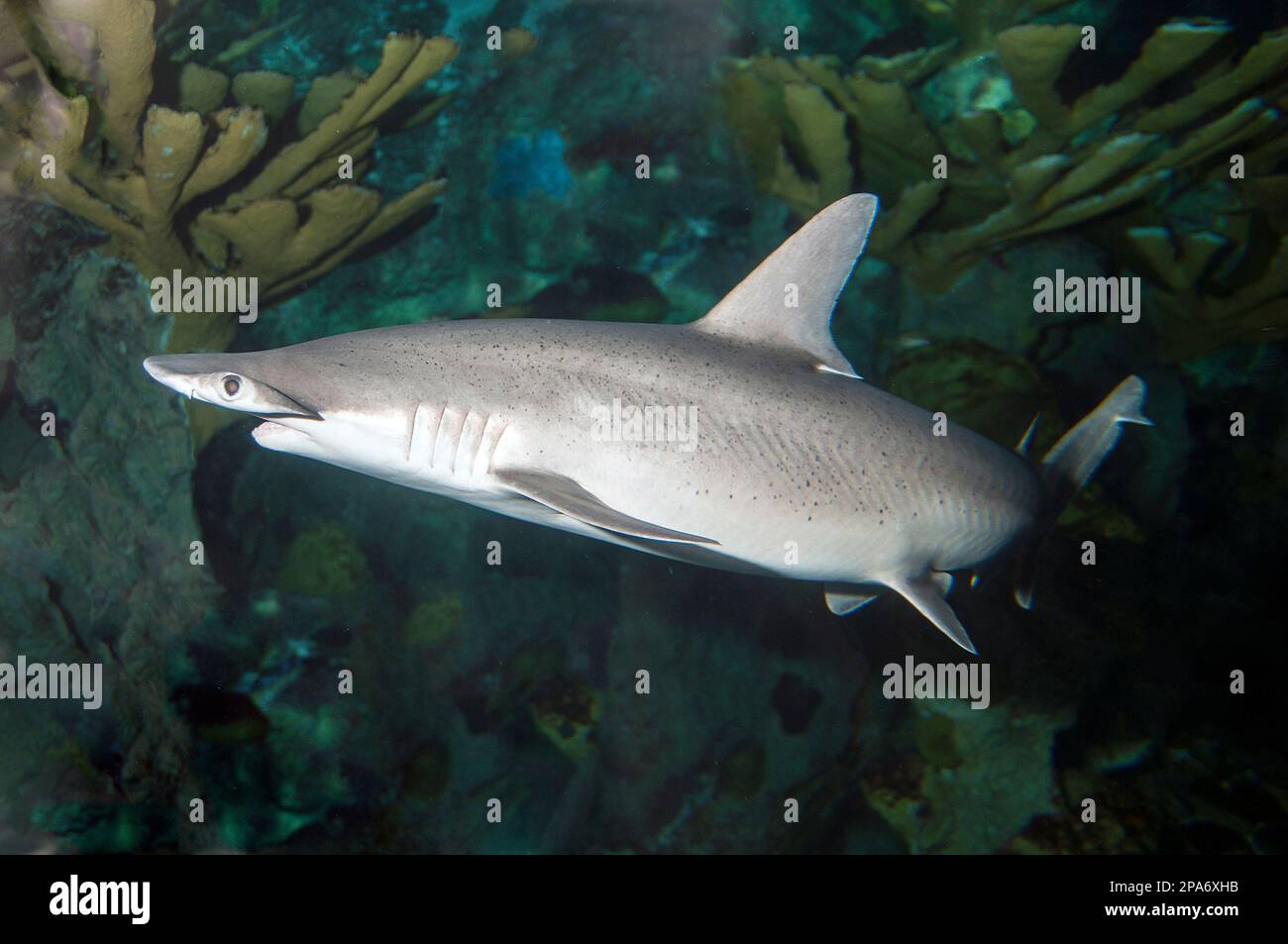 Bonnethead shark swimming 45 degrees to camera facing left over shallow ...