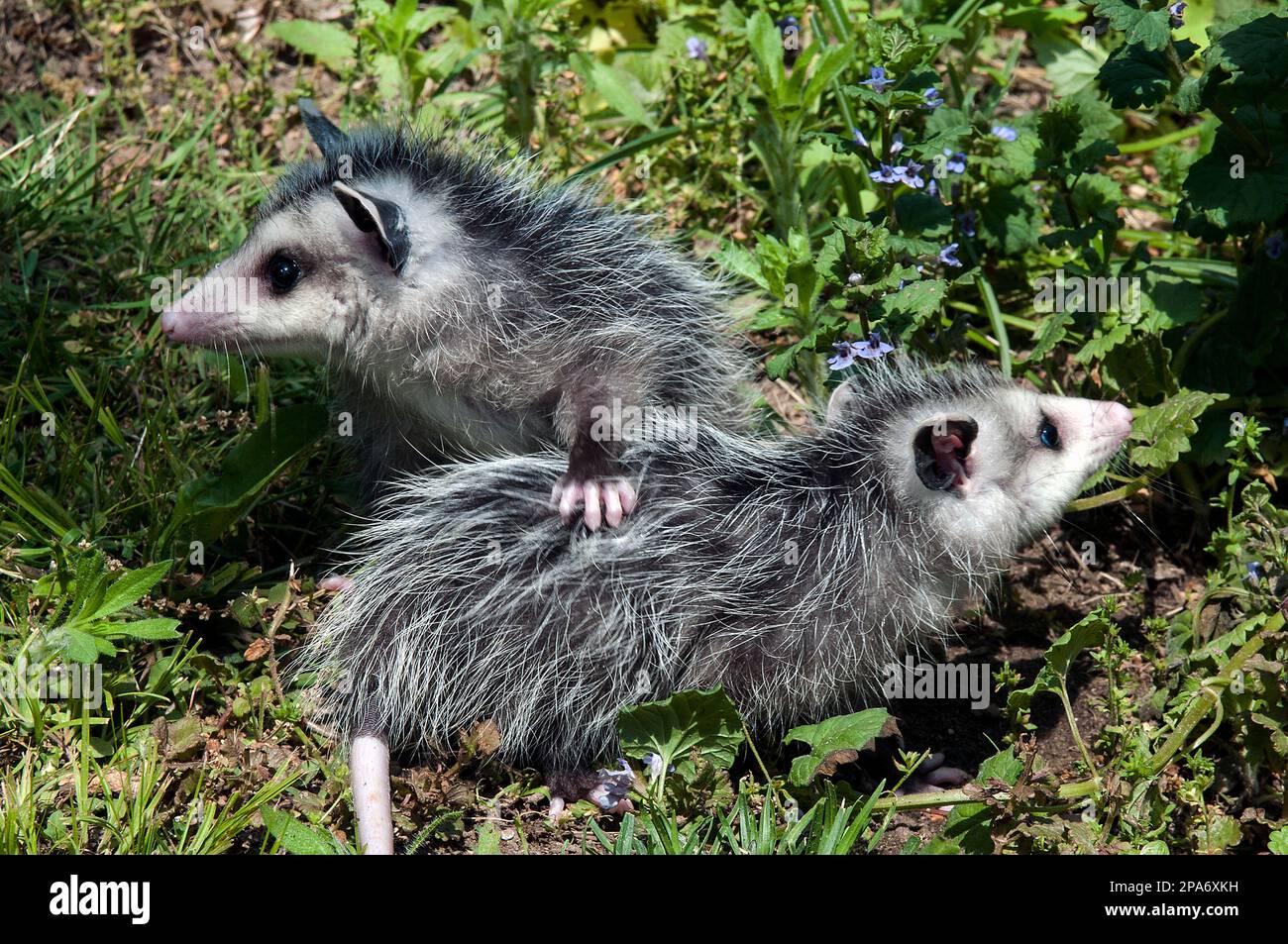 14 week old opossum pup, or joey walking around in grassy plain habitat ...