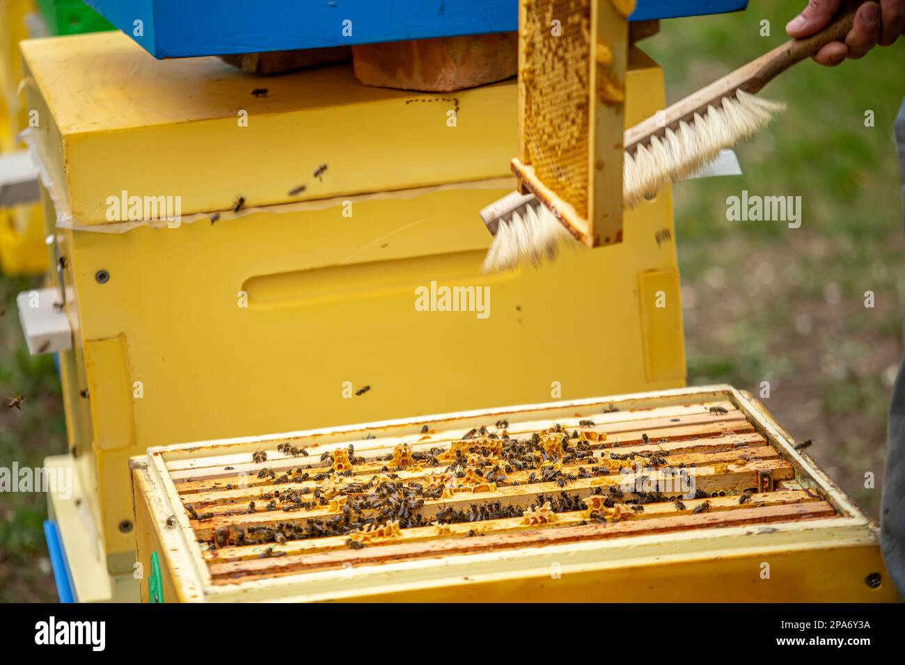 Honeybee spring management hi-res stock photography and images - Alamy