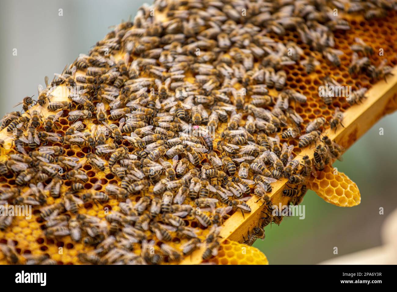 Bee brood on frame hi-res stock photography and images - Alamy