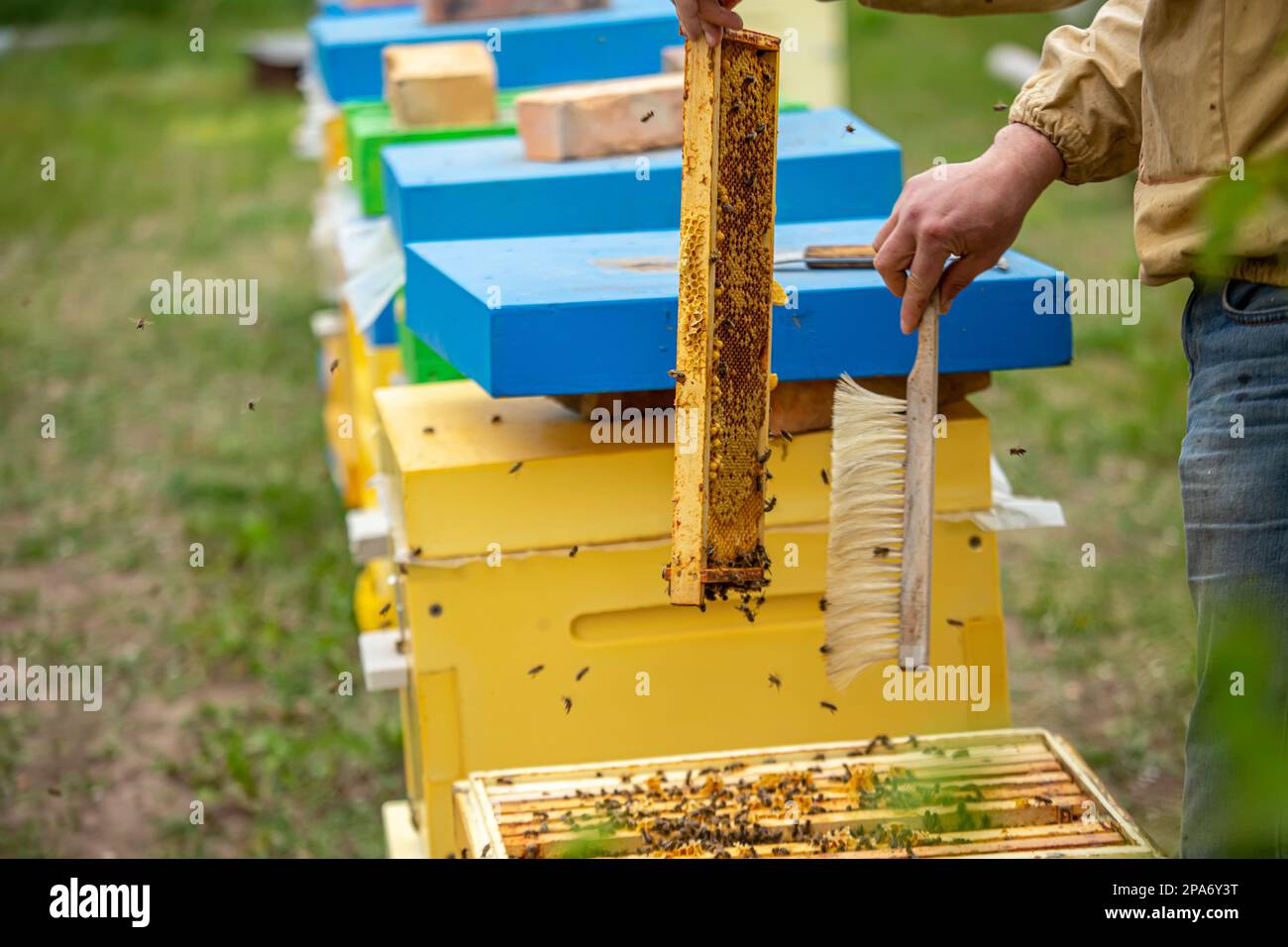 Beehive Spring Management. beekeeper inspecting bee hive and prepares apiary for summer season ...