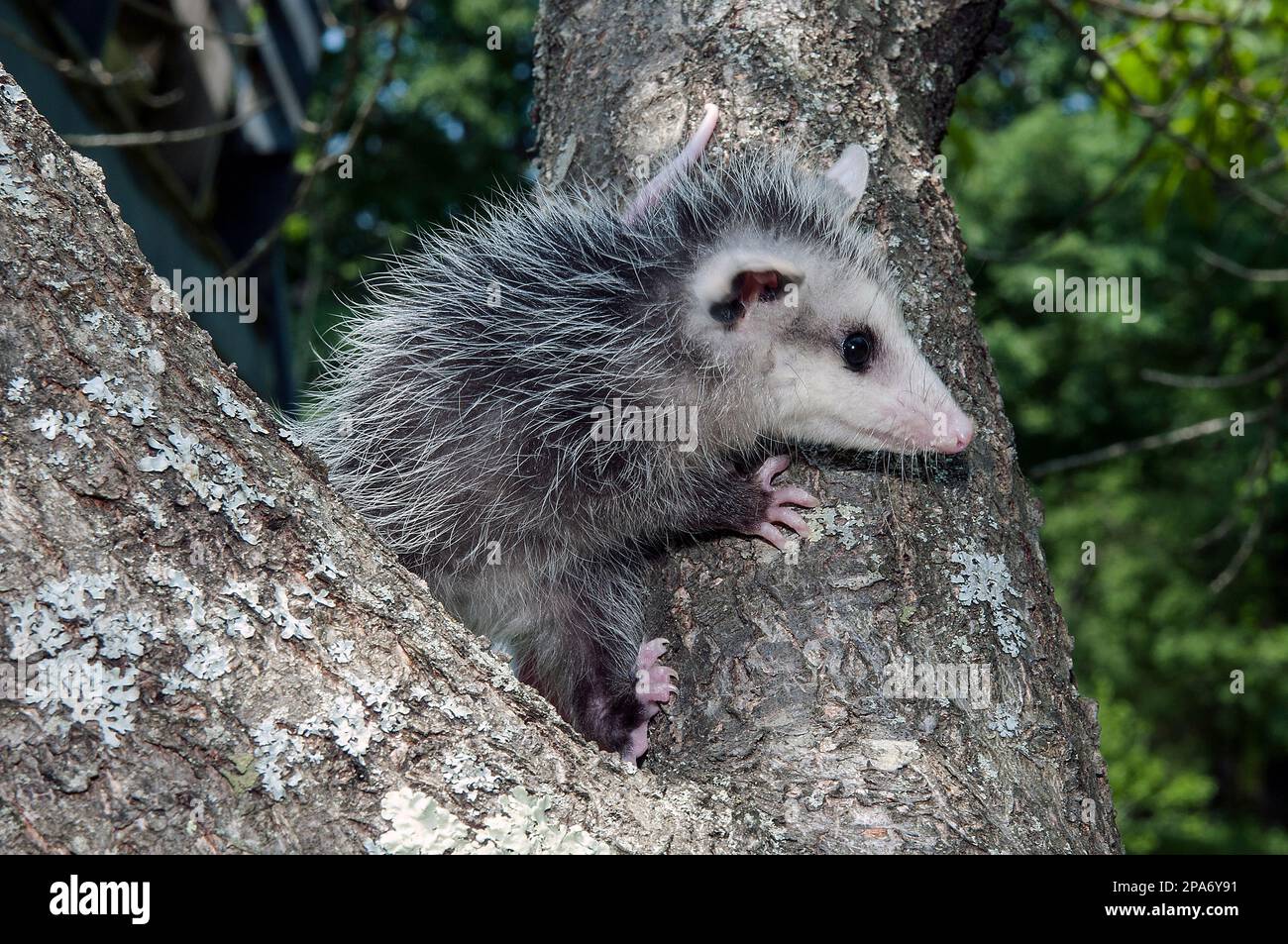 14 week old opossum pup, or joey, climbing in a tree, close-up Stock ...