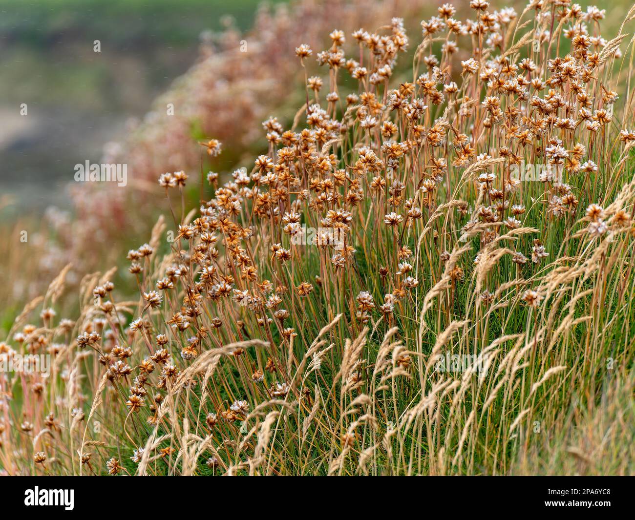 Wild field grasses and dried ripe flowers. Close-up photos of plants ...