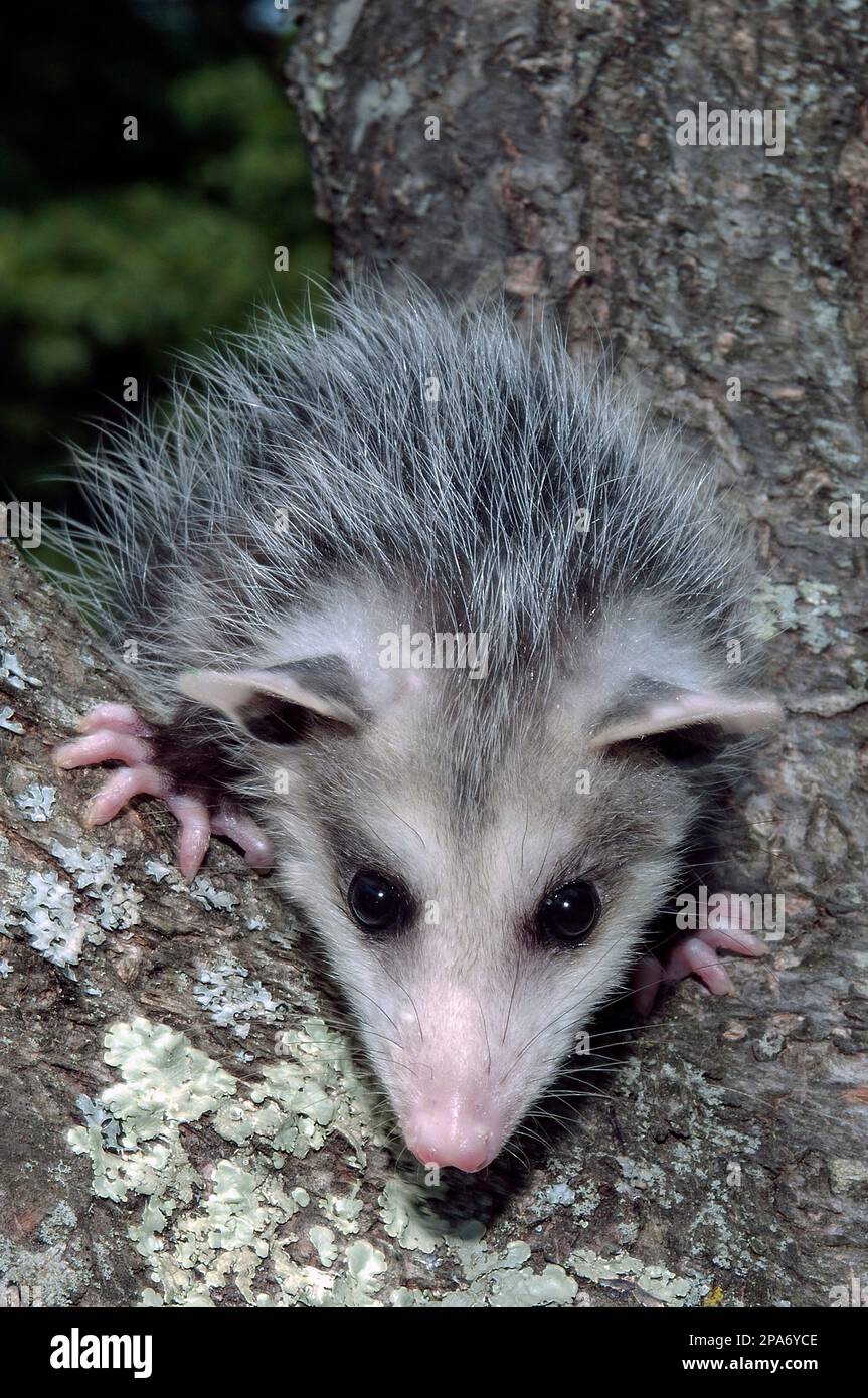 14 week old opossum pup, or joey, climbing in a tree, close-up ...