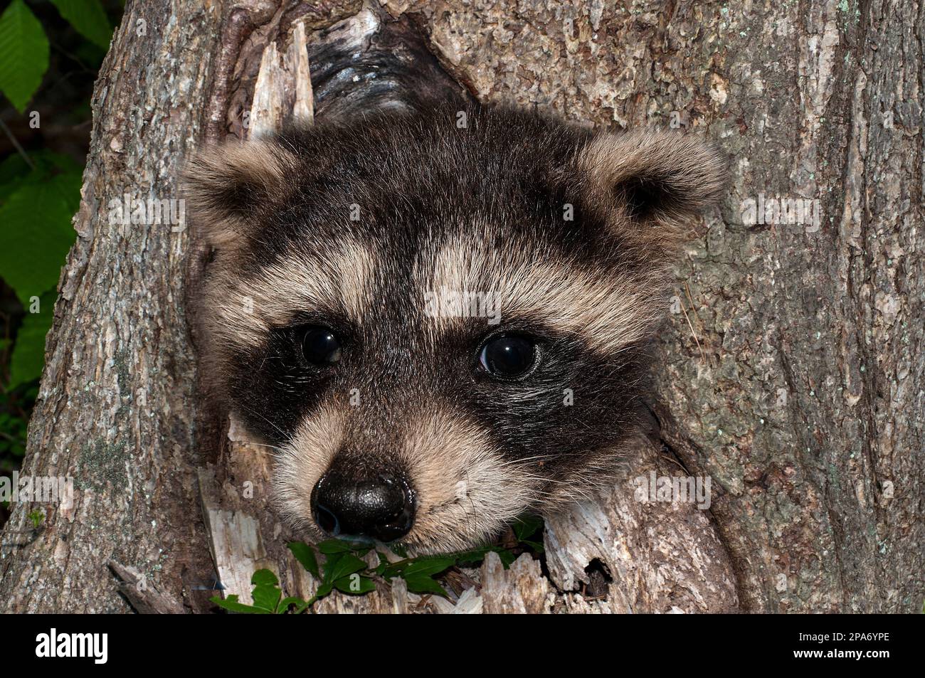 4 week old baby hi-res stock photography and images - Alamy