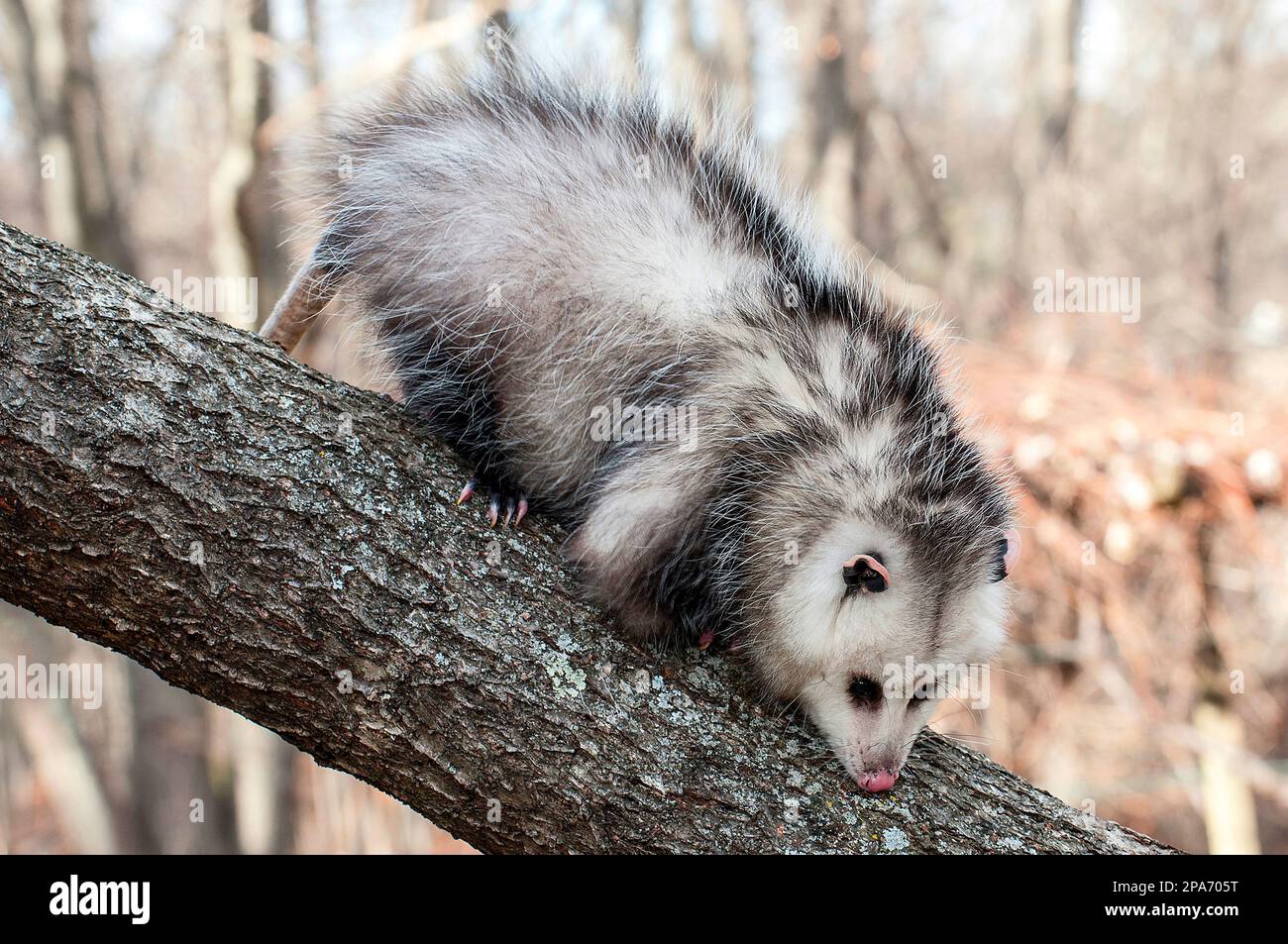 Opossum full body view walking on tree branch facing right during ...