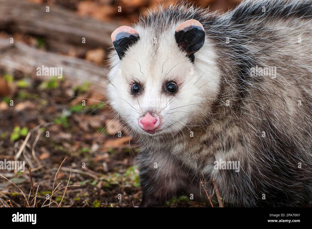 Opossum head and shoulder view looking at camera Stock Photo - Alamy