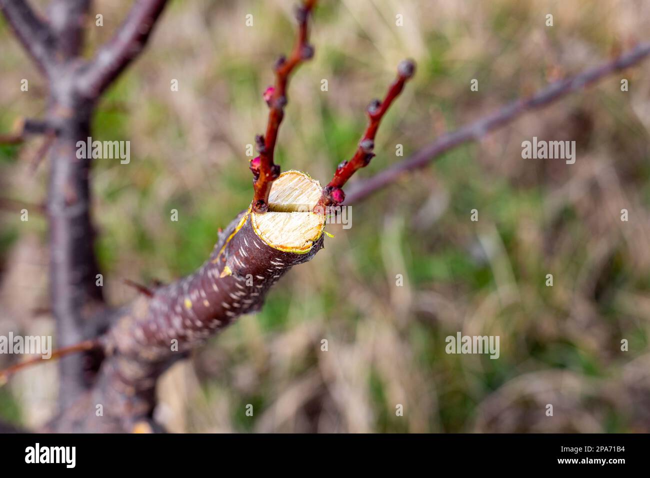 grafting of a fruit tree using the split method. a thick branch with a ...