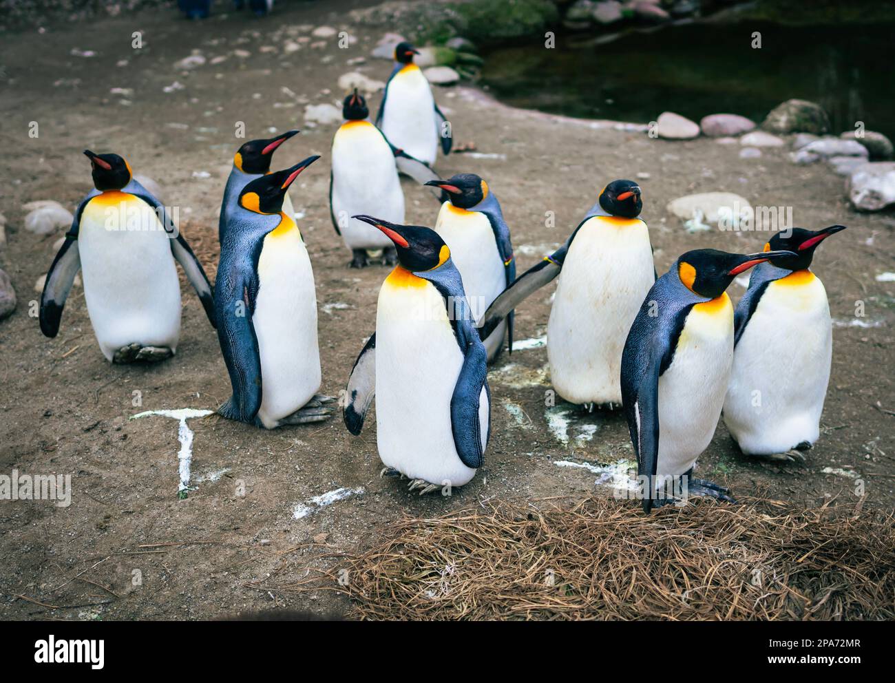 A group of king penguins in the Zurich Zoo Stock Photo - Alamy