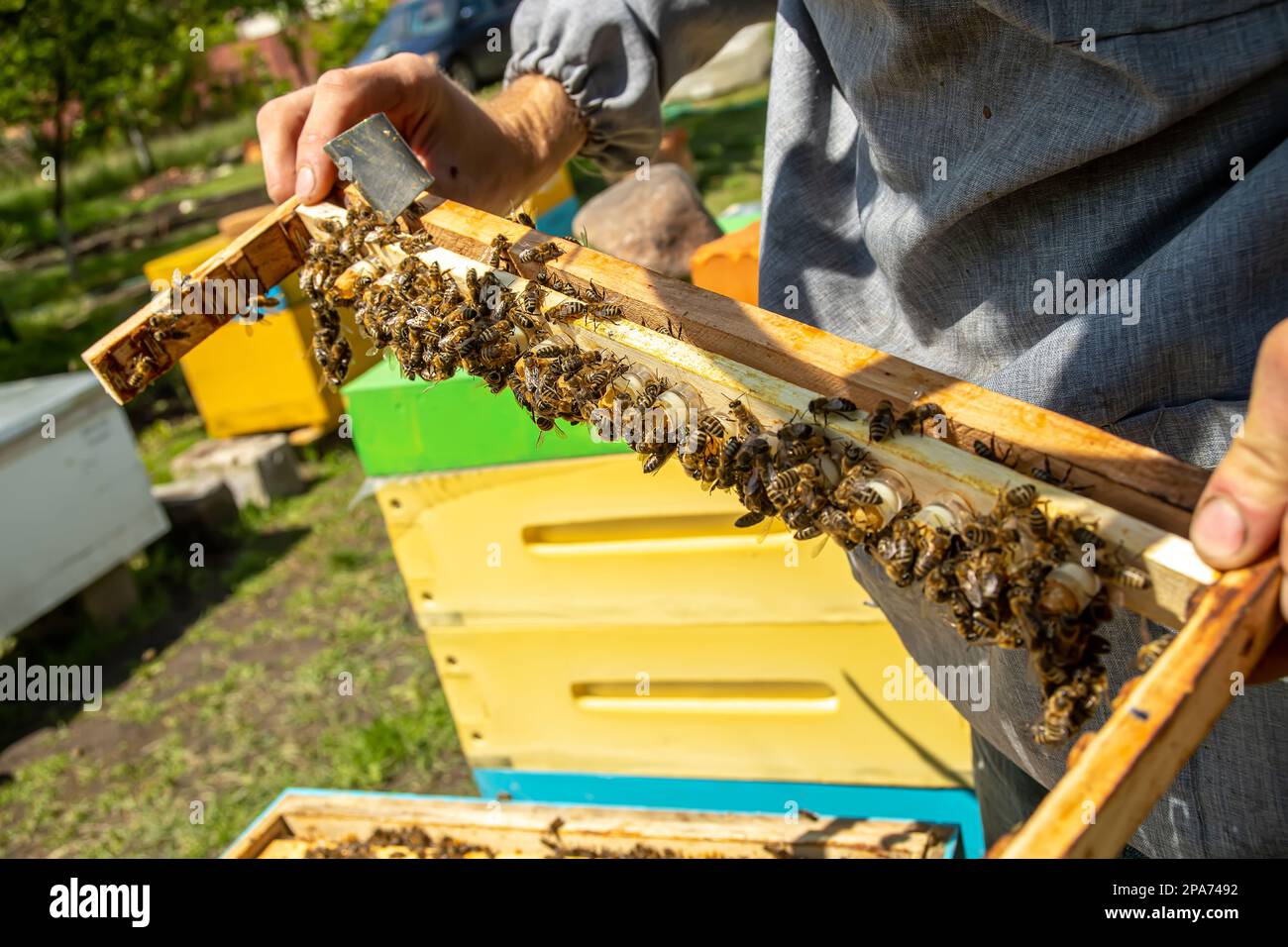 apiary with queen bees, ready to go out for breeding bee queens. Royal ...