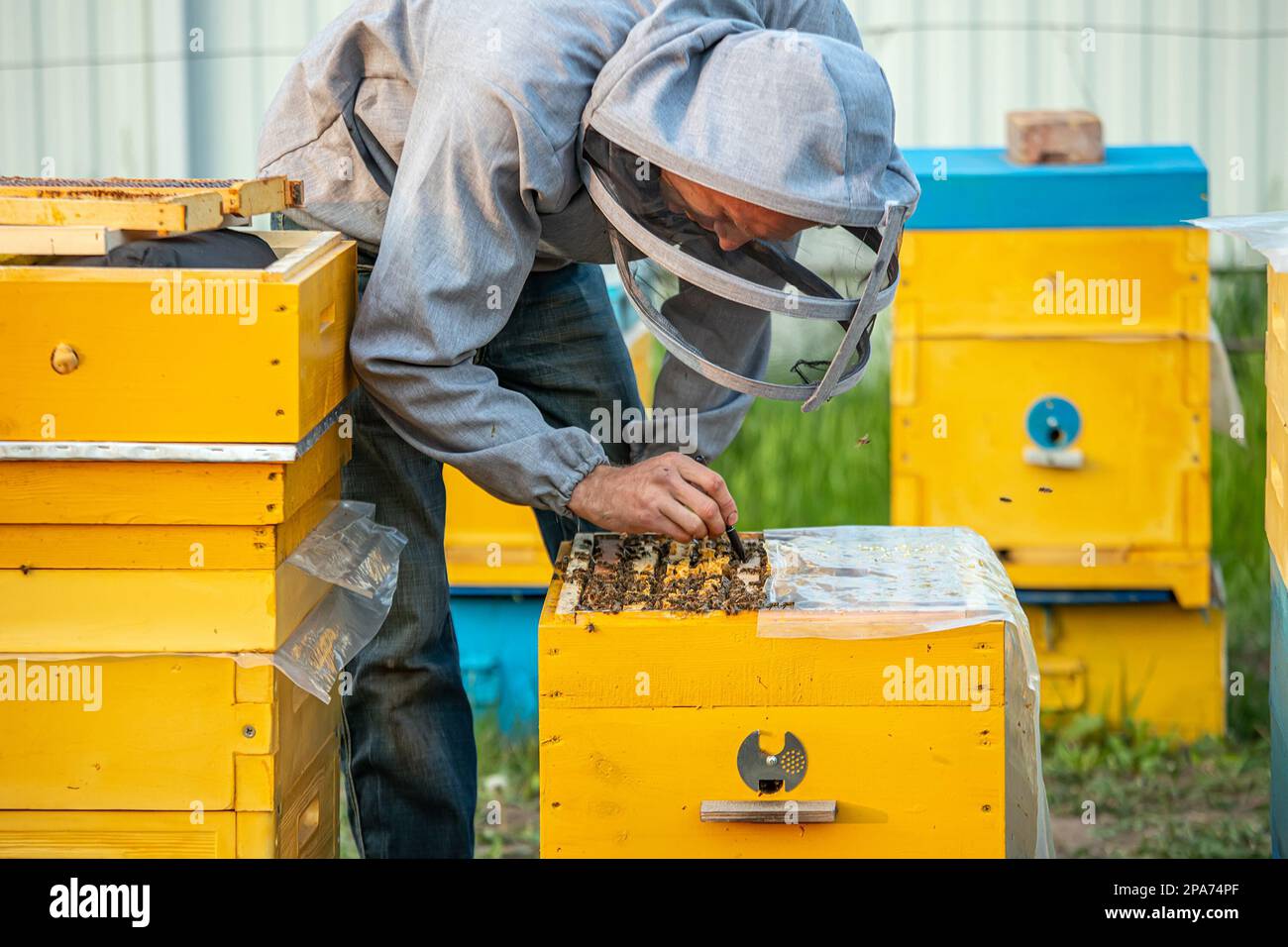 Beekeeper is working with bees and beehives on apiary. Bees on ...