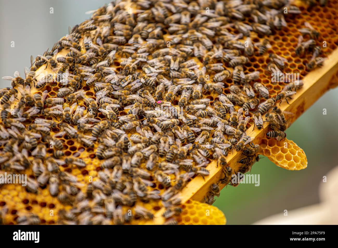 Honeycomb frame filled natural hi-res stock photography and images - Alamy