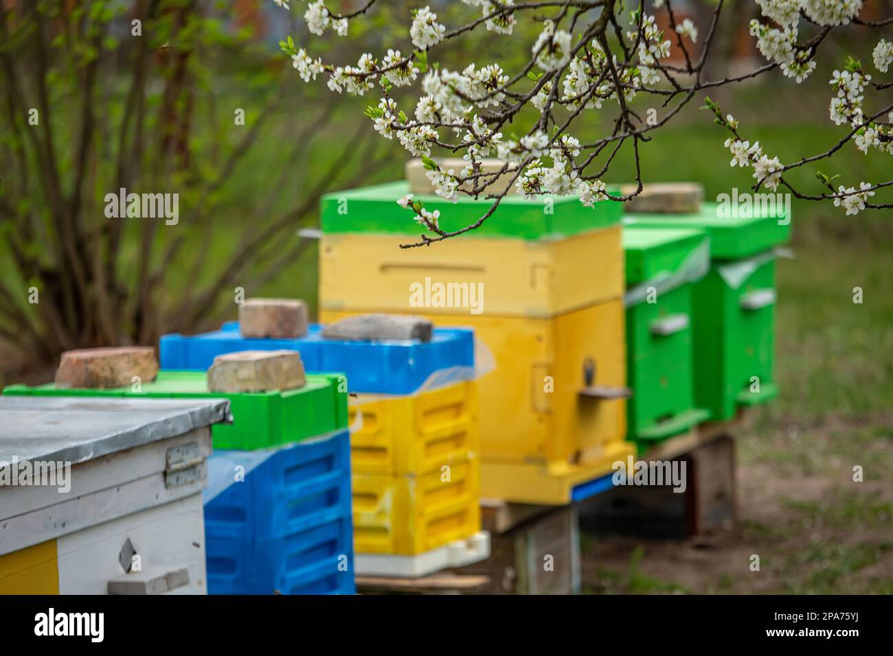 Blossoming garden with apiary. Bees spring under the flowering trees of ...