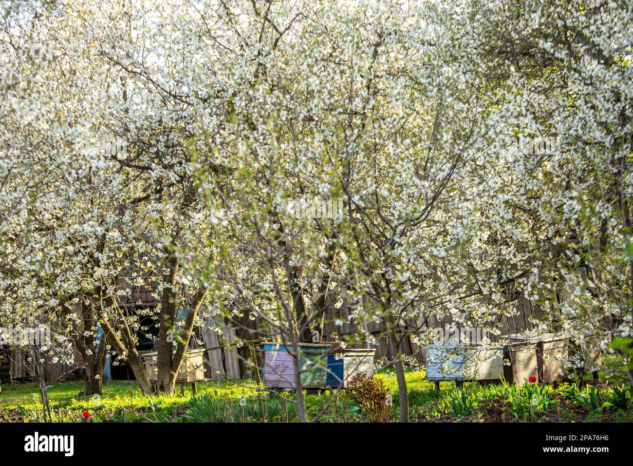 Blossoming garden with apiary. Bees spring under the flowering trees of ...