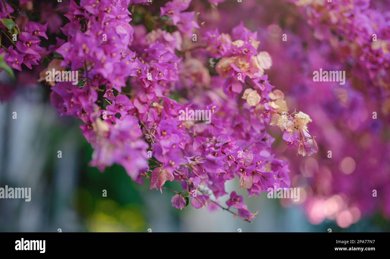 Blooming bougainvillea, streets of the old town of Bodrum, Turkey ...