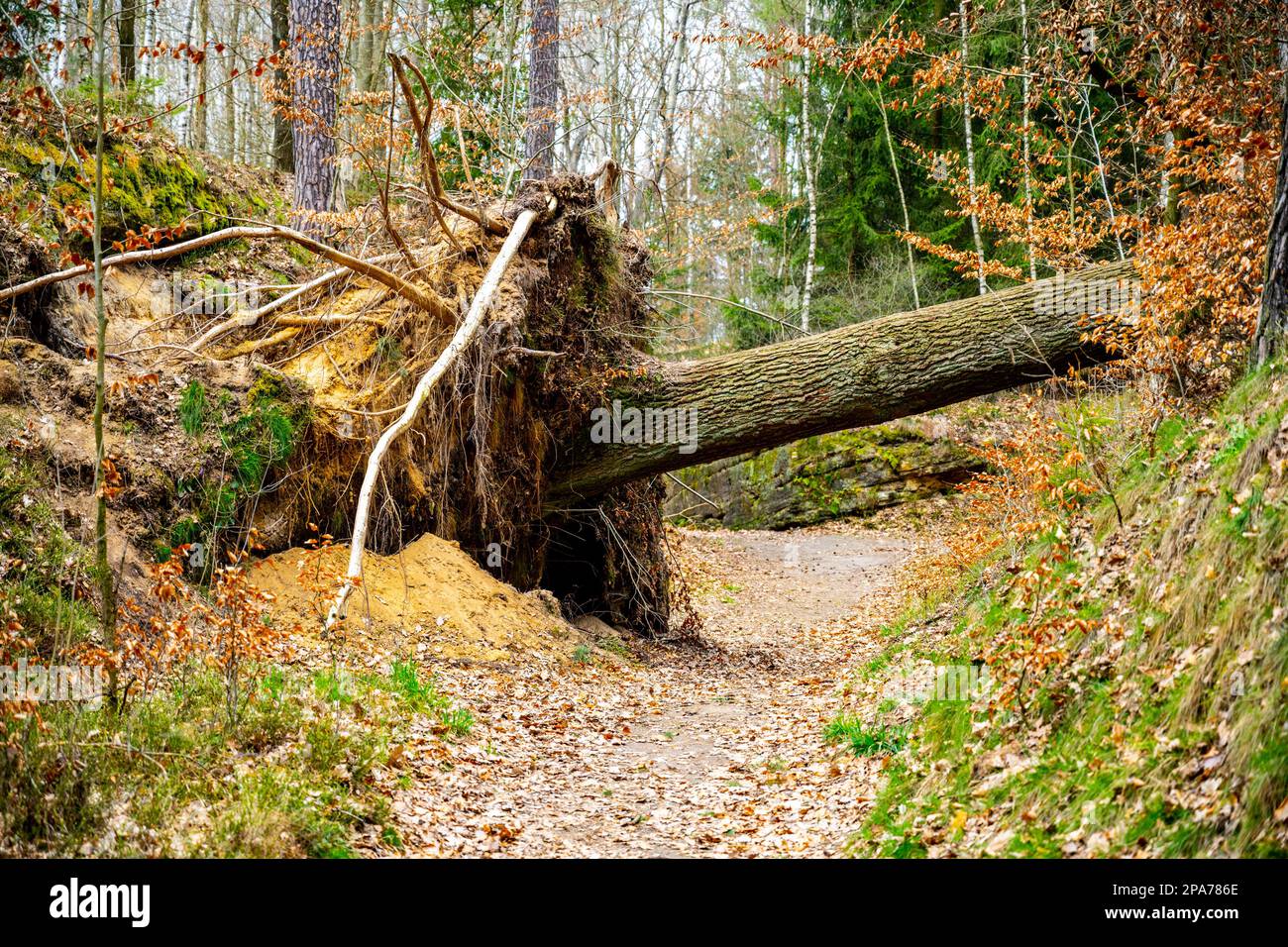 A fallen tree across a hiking trail after a storm Stock Photo - Alamy