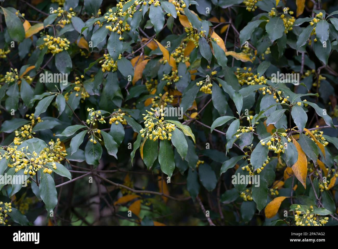 Flowering Pittosporum tobira, family Pittosporaceae, occurs under ...