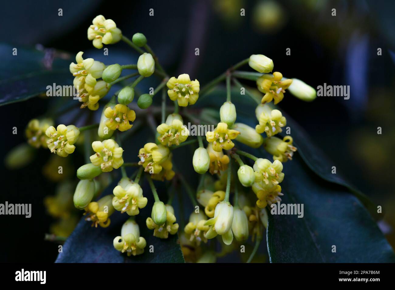 Flowering Pittosporum tobira, family Pittosporaceae, occurs under ...