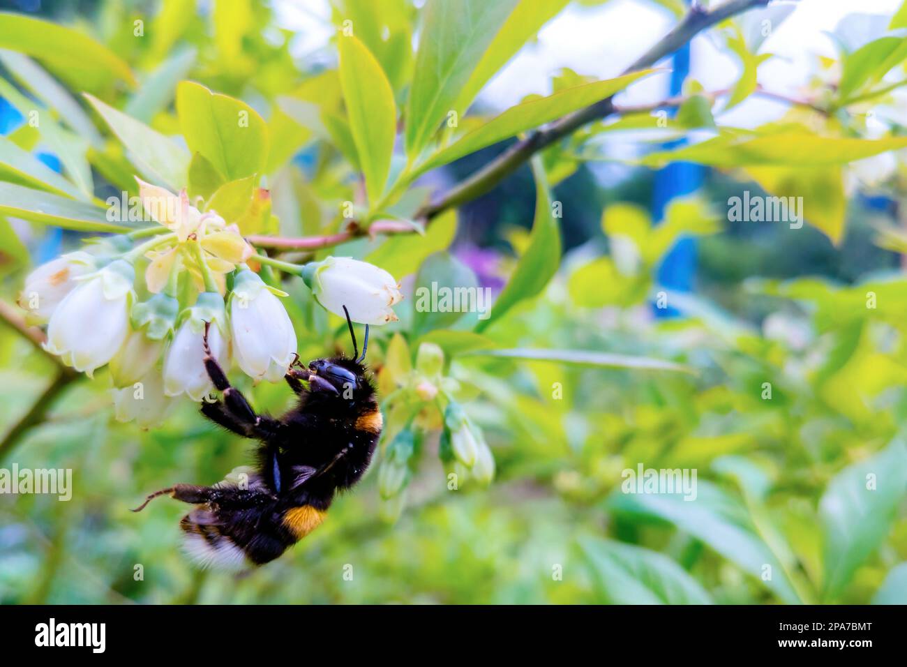 Close-up of a bumblebee on a blueberry in bloom Stock Photo - Alamy
