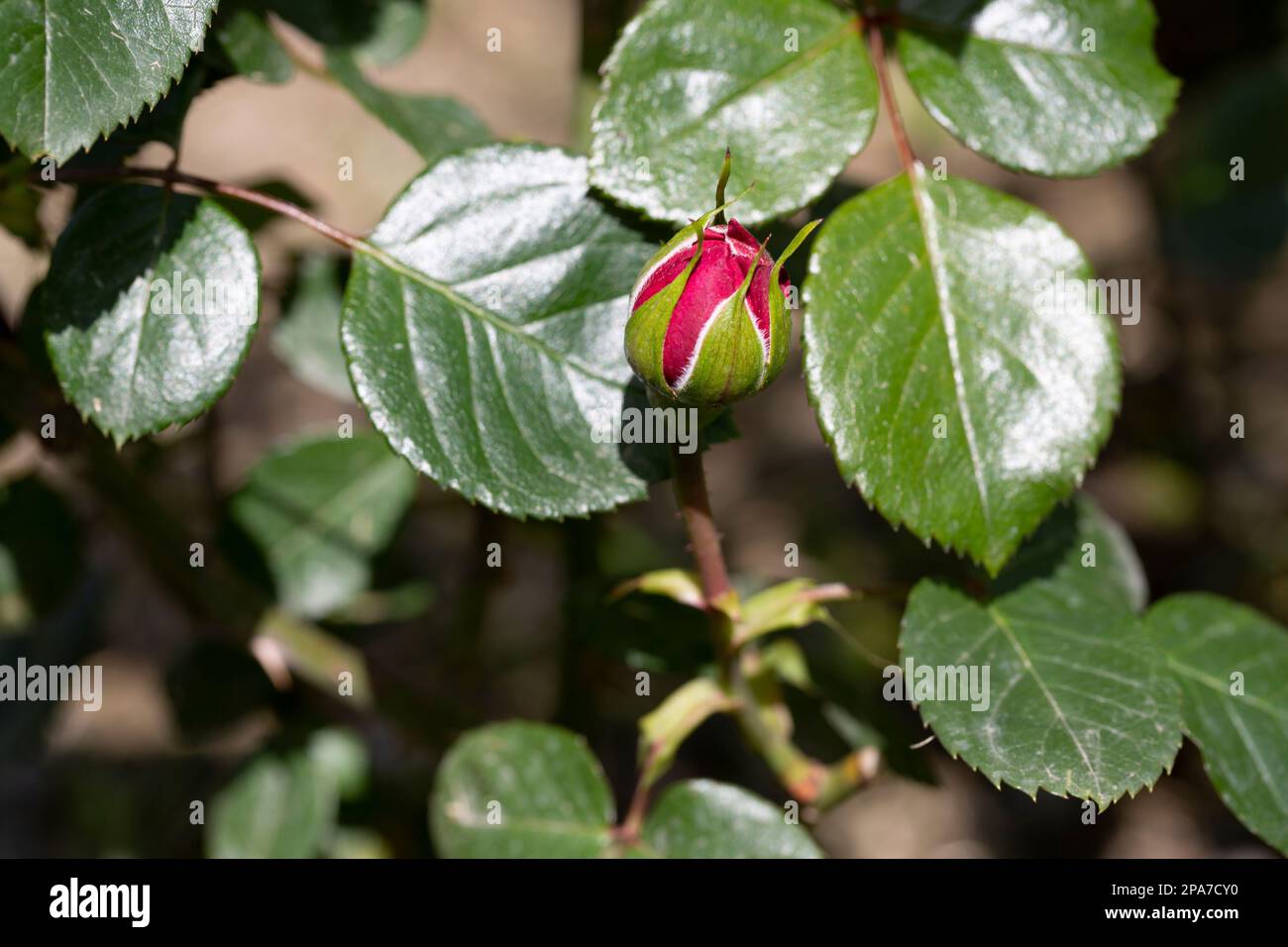 Red Rose Bud. New rose bud. Young graceful spray rose. A small bud of a ...