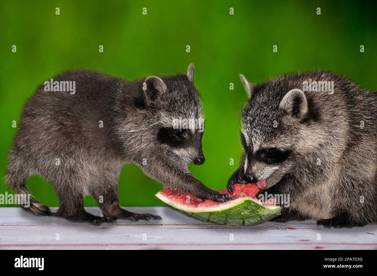 8 week old raccoons munching on a piece of stolen watermelon with field ...