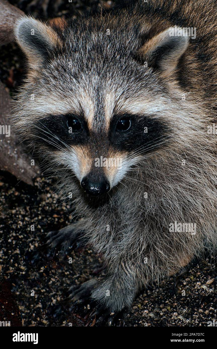 4 month old raccoon portrait looking at camera, vertical, medium shot ...