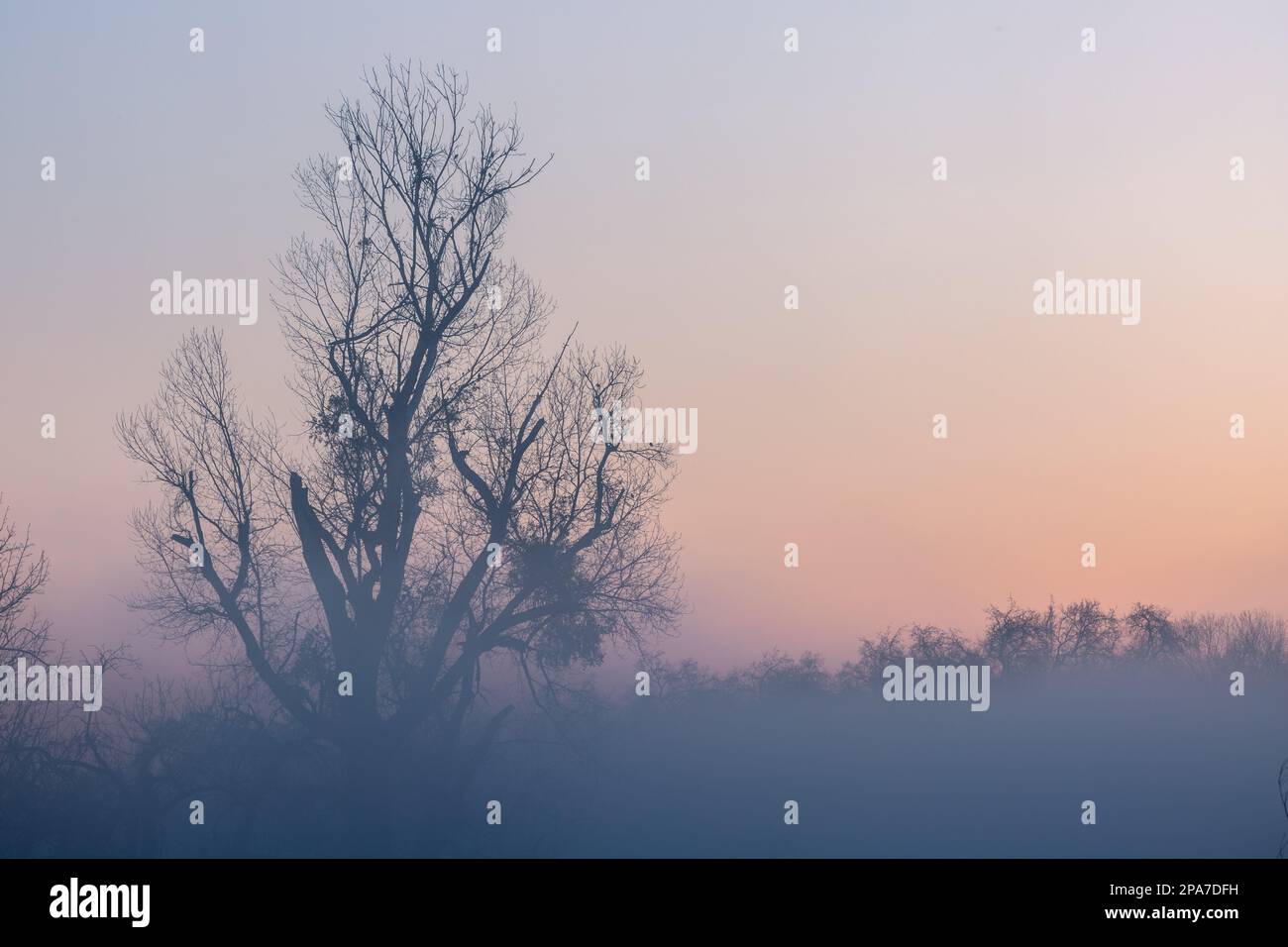 Winter fog rises over landscape that includes a leafless tree Stock ...