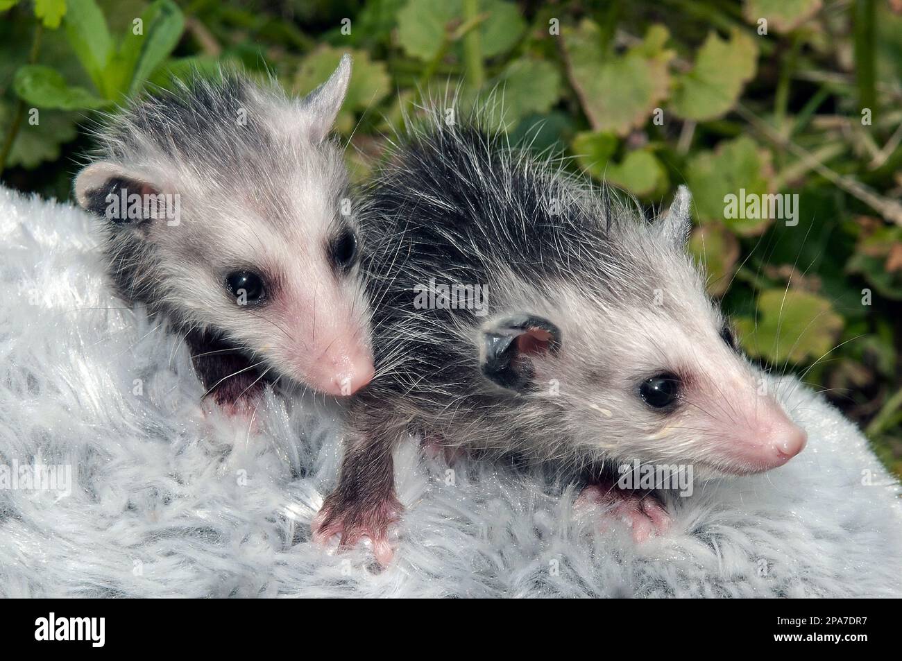 2 week old opossum pups, 2-shot clinging on its' mothers back, 1:2 ...