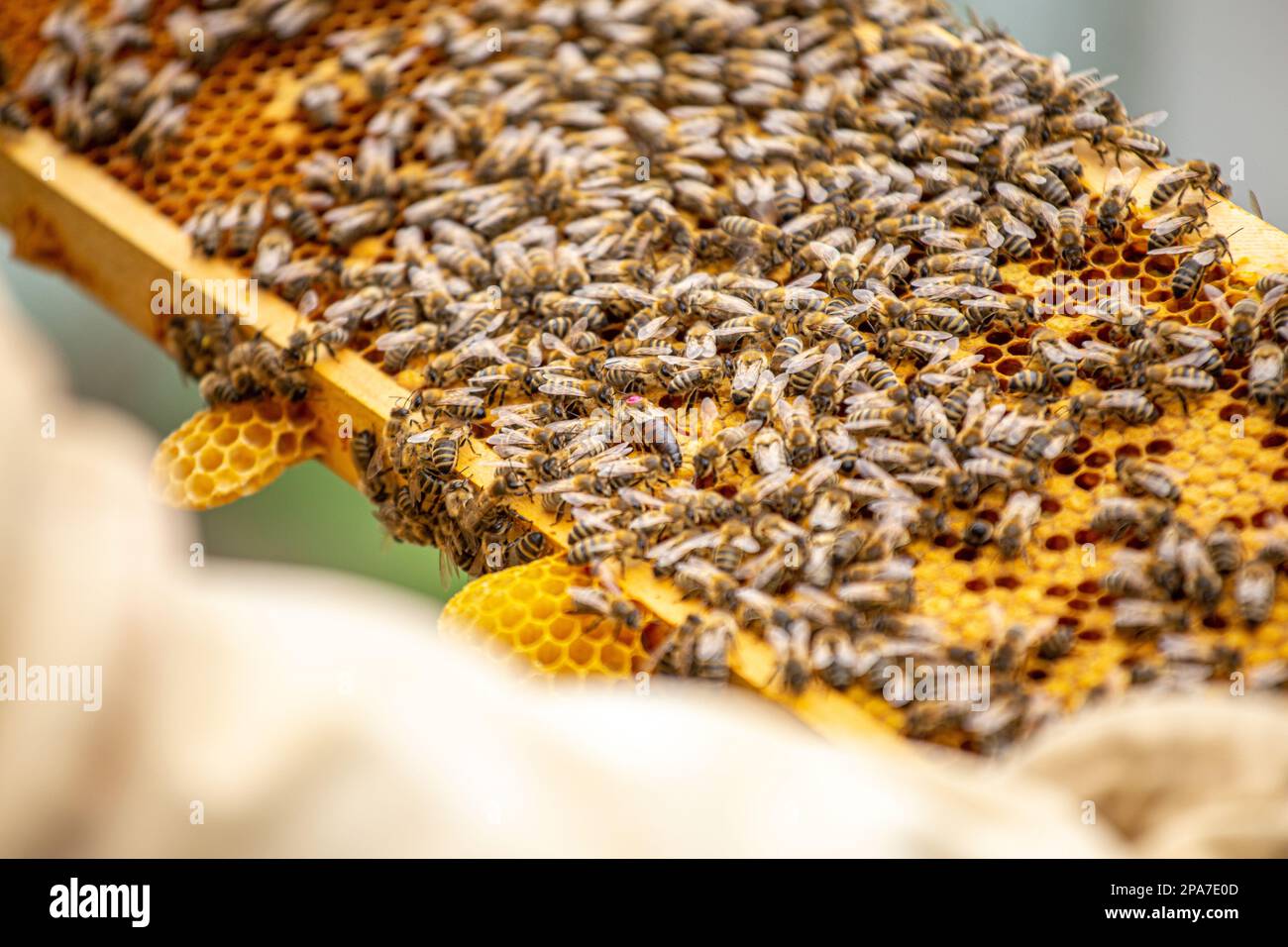 Frame filled hi-res stock photography and images - Alamy