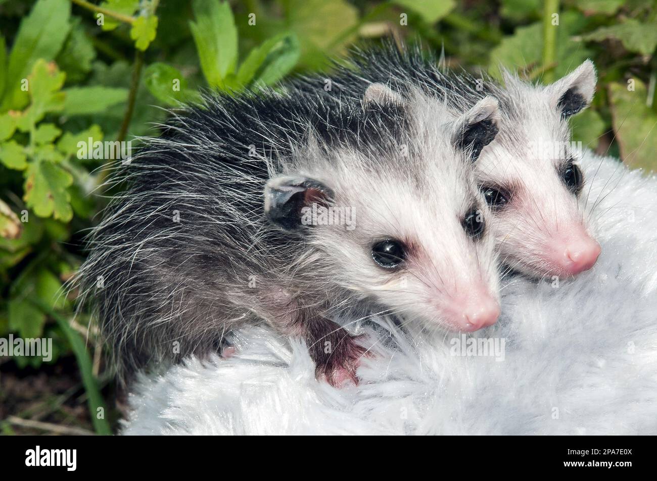 Possum face hi-res stock photography and images - Alamy