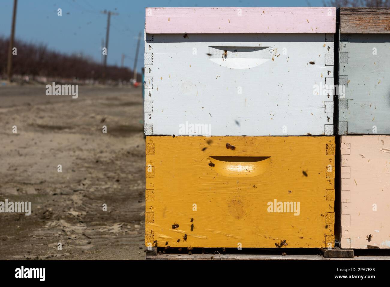Honey Bee Boxes in a California orchard Stock Photo - Alamy