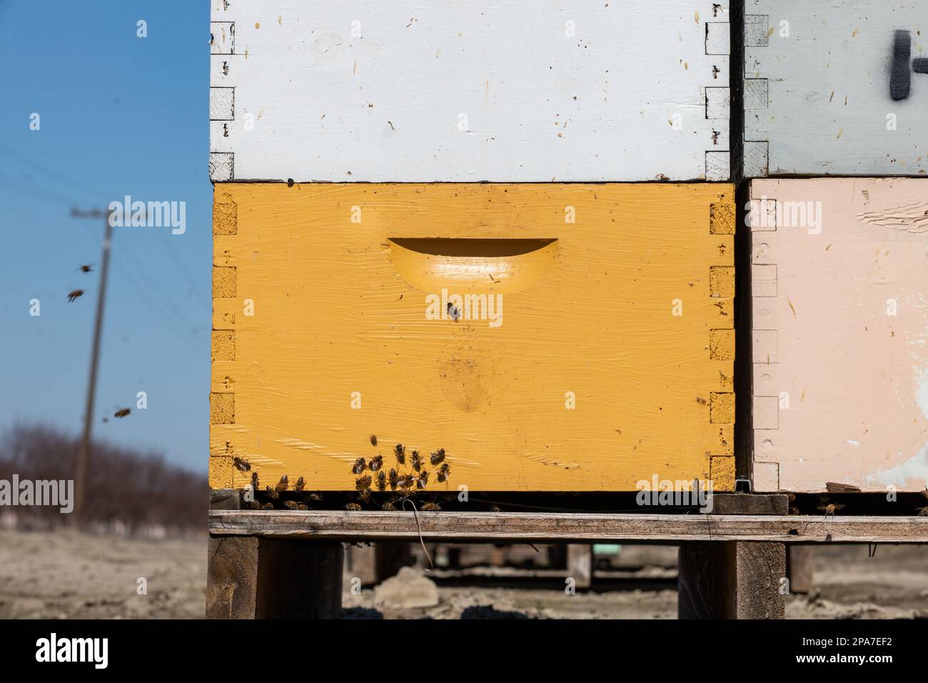 Honey Bee Boxes in a California orchard Stock Photo - Alamy