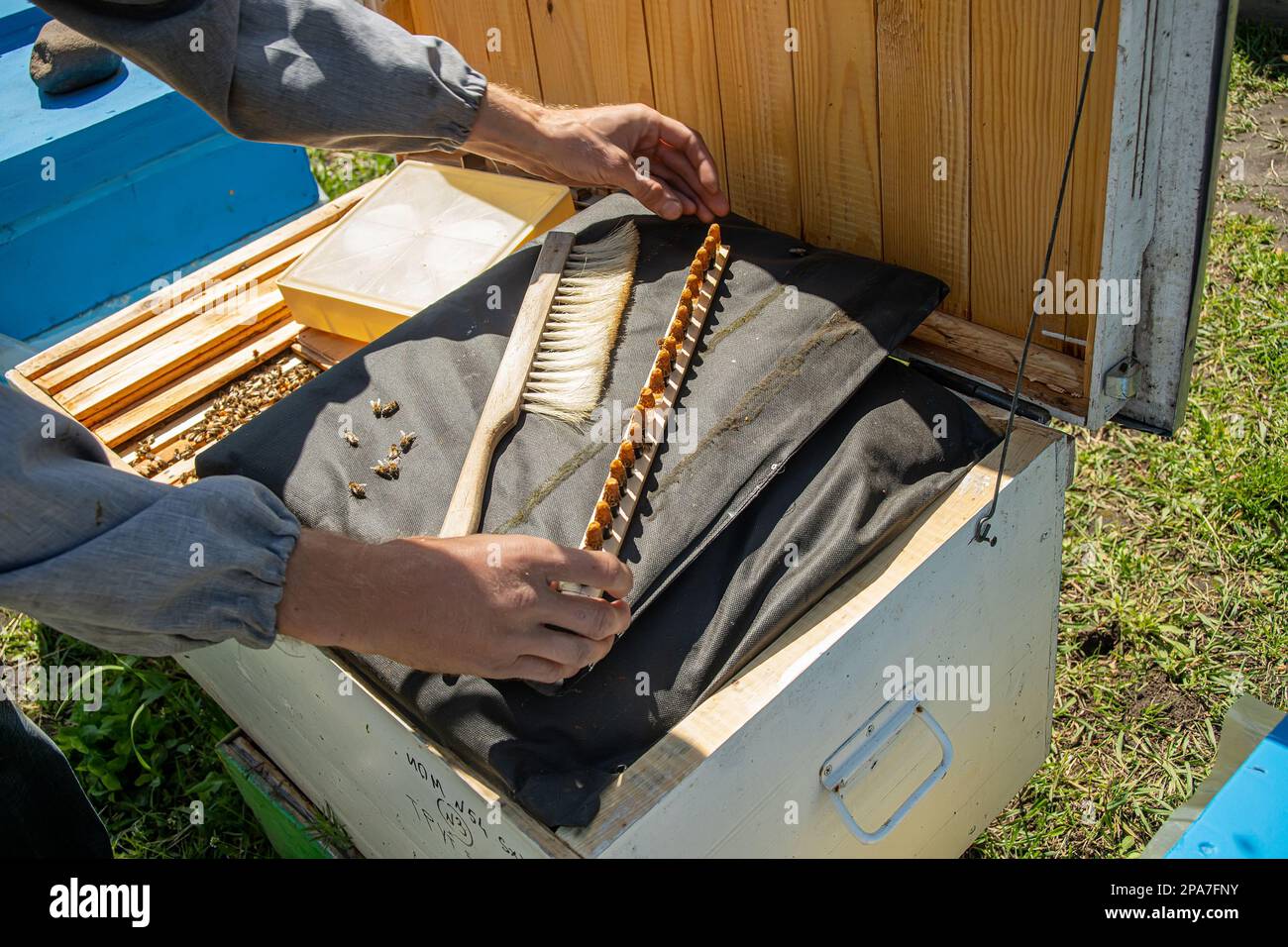 apiary with queen bees, ready to go out for breeding bee queens. Royal ...