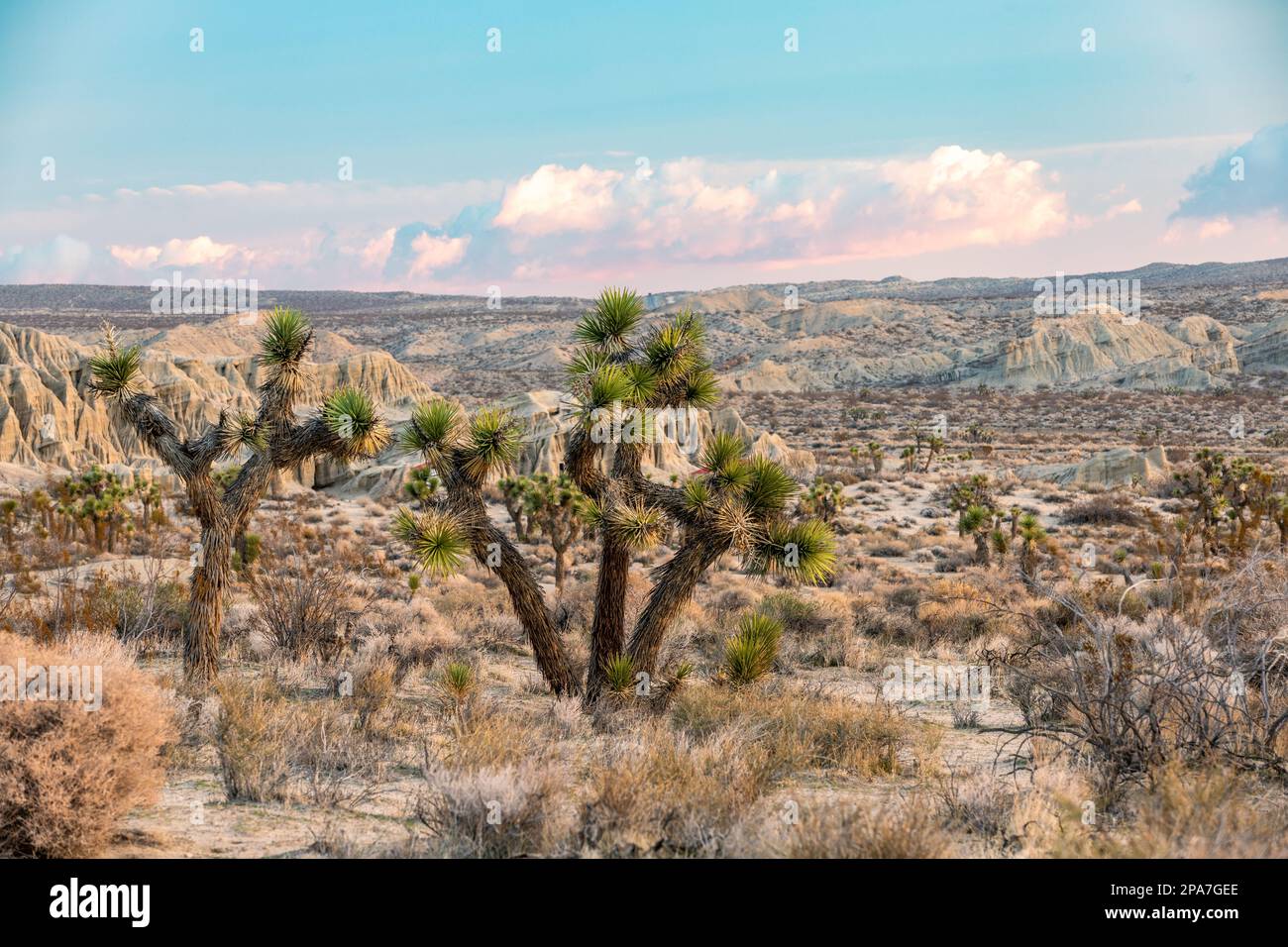 Joshua trees and sage landscape in the California desert Stock Photo ...